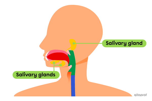 The Digestive Processes | Secondaire | Alloprof