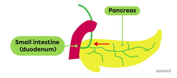 The Digestive Processes | Secondaire | Alloprof
