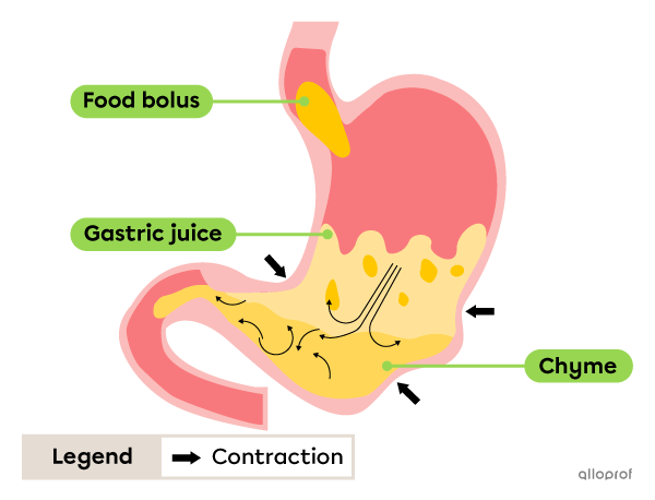 The Digestive Processes | Secondaire | Alloprof