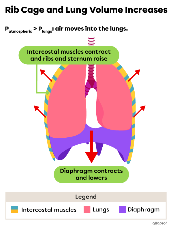 Respiratory Mechanisms (Inhalation and Exhalation) | Secondaire | Alloprof