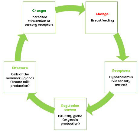 Maintaining a Balanced Metabolism (Homeostasis) | Secondaire | Alloprof