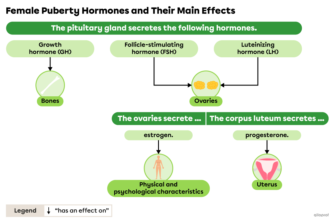 Hormones And Female Puberty Secondaire Alloprof
