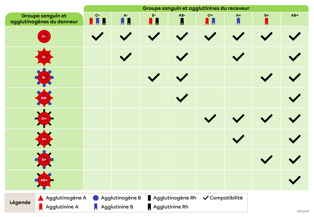 Les groupes sanguins et la compatibilité sanguine | Secondaire | Alloprof