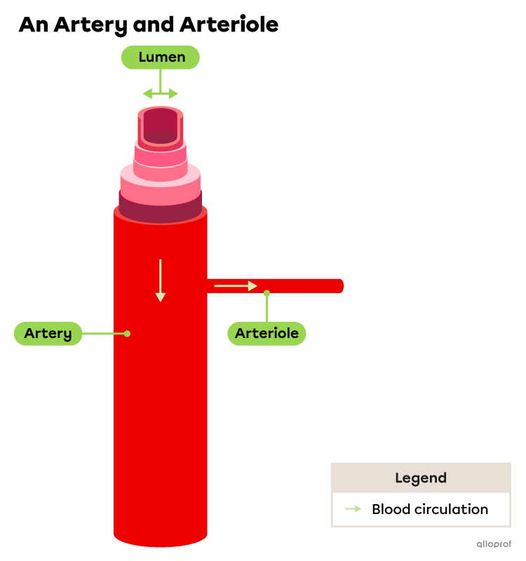 The Circulatory System and Anatomy | Secondaire | Alloprof