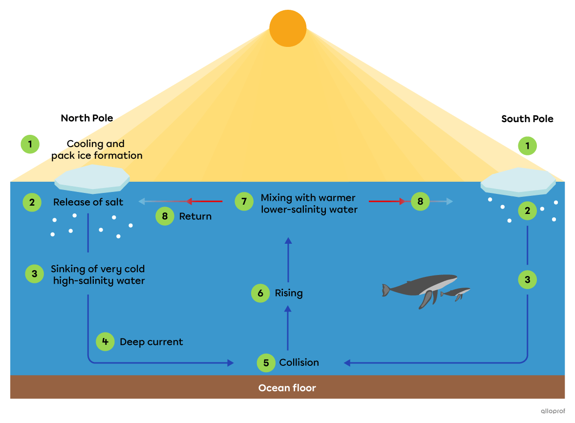 Ocean Circulation | Secondaire | Alloprof