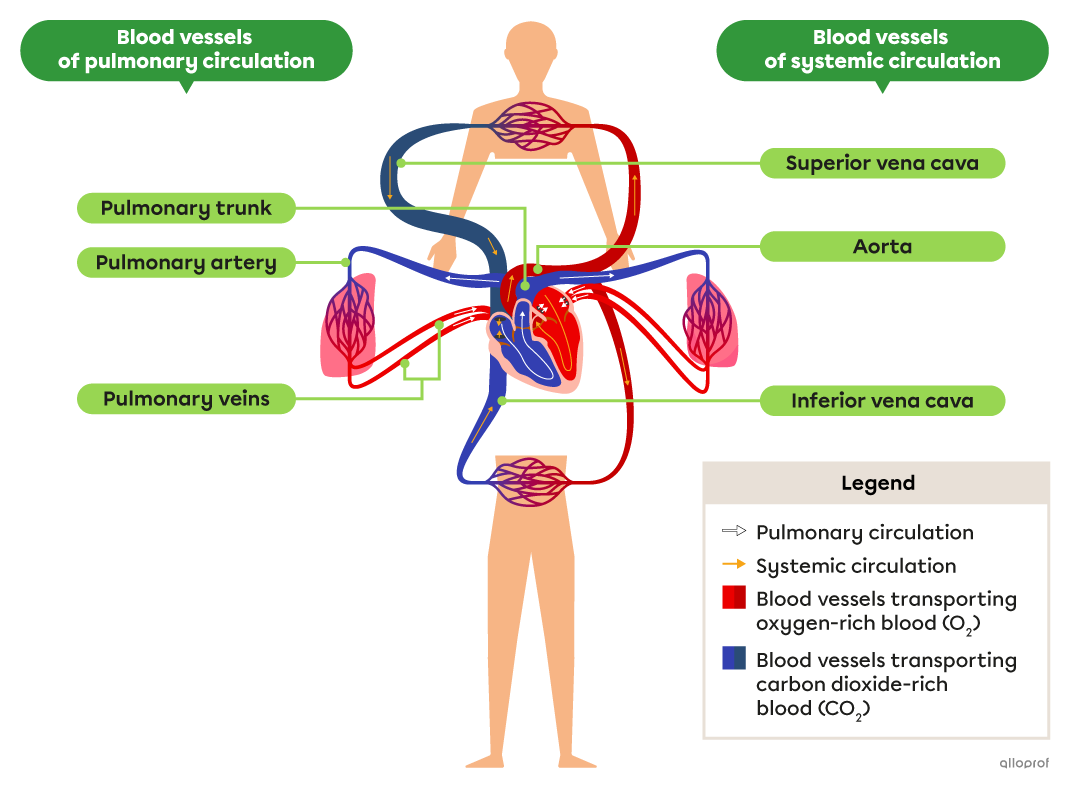 Pulmonary And Systemic Circulations Secondaire Alloprof