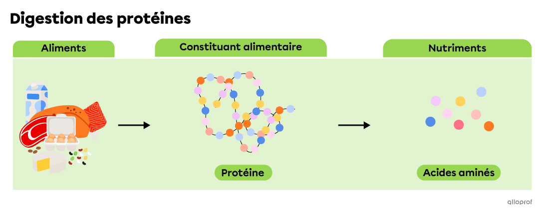 Les constituants alimentaires | Secondaire | Alloprof
