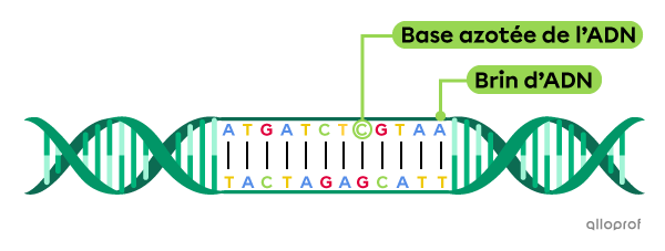 L'ADN, les gènes et les chromosomes | Secondaire | Alloprof