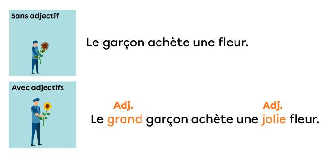 L'adjectif | Primaire | Primaire | Alloprof