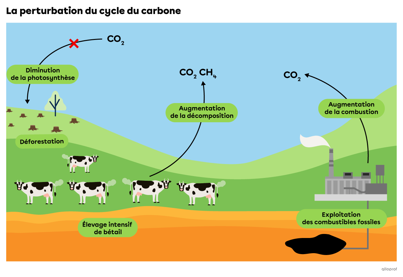 Le cycle du carbone | Secondaire | Alloprof