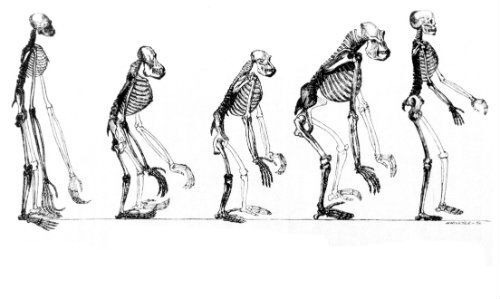 L'évolution de l'homme (notions avancées) | Secondaire | Alloprof