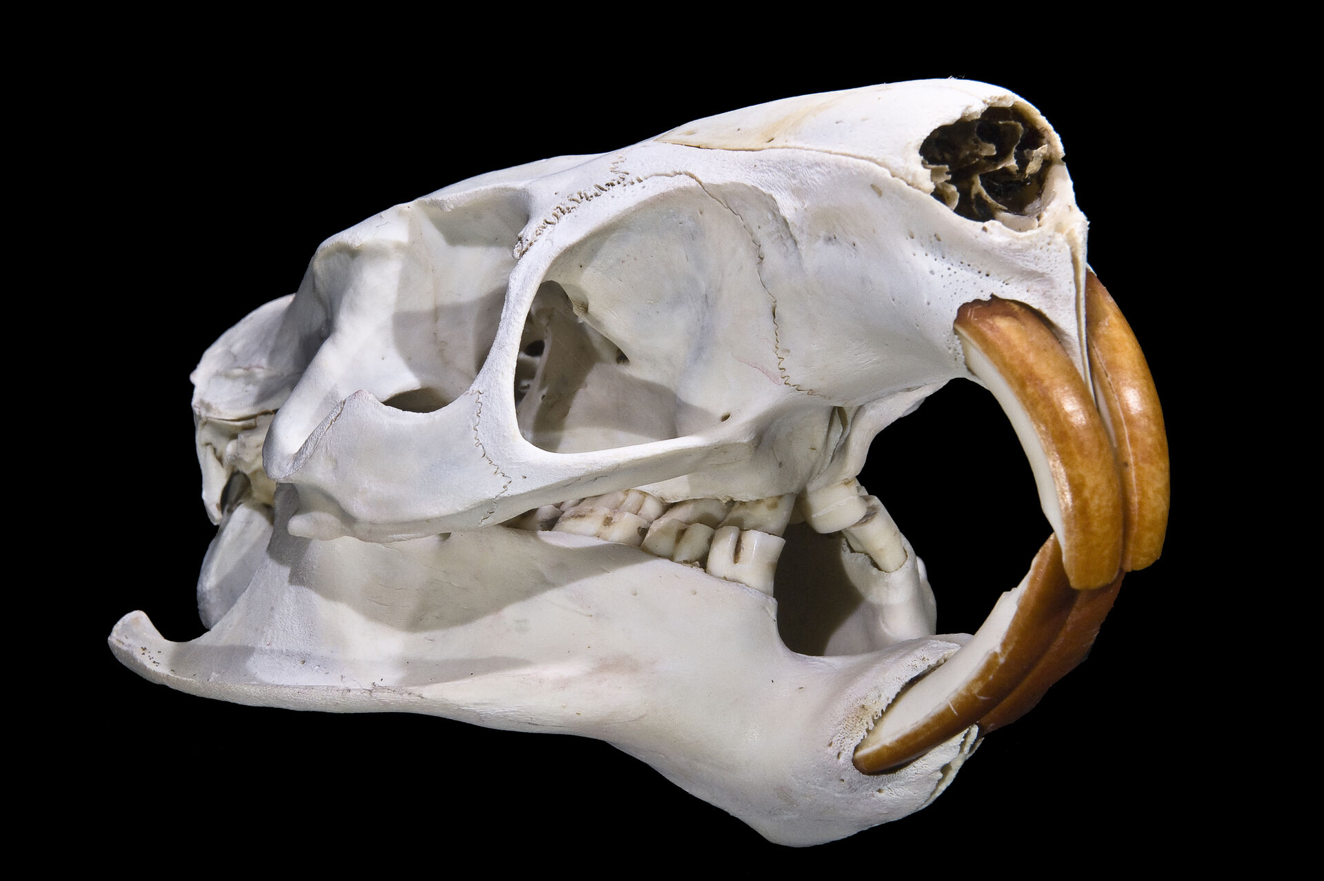 Physical and Behavioural Adaptations | Alloprof