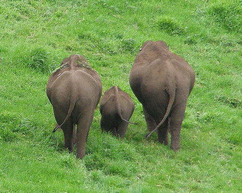 La reproduction chez les animaux | Alloprof