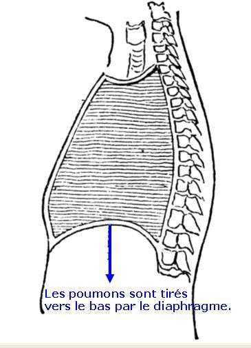 Les mécanismes de la respiration (inspiration et expiration) | Alloprof