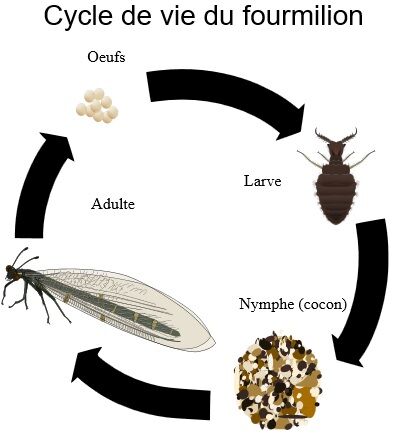 La croissance des animaux | Primaire | Alloprof