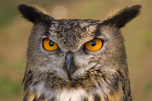 Diurnal Animals and Nocturnal Animals | Secondaire | Alloprof