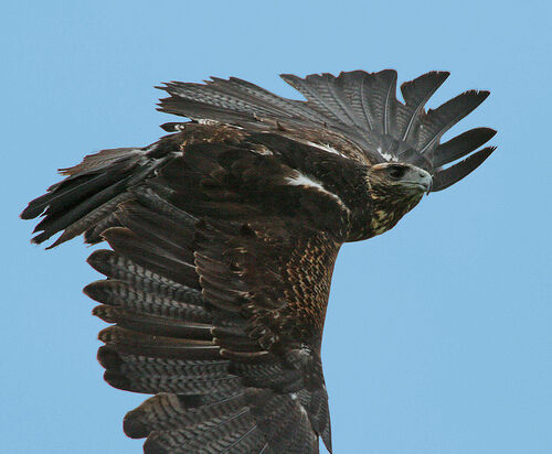 Diurnal Animals and Nocturnal Animals | Secondaire | Alloprof