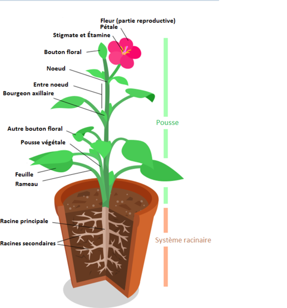 Schema D Une Plante : Développement et reproduction des plantes CM1 CM2 ...