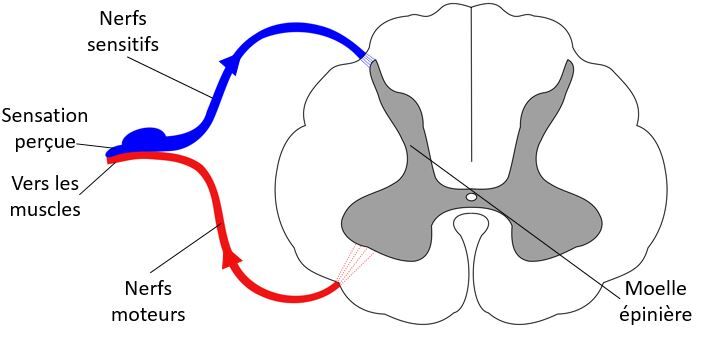 L'arc réflexe et l'acte volontaire | Alloprof