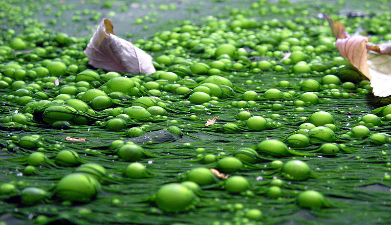 L'eutrophisation d'un plan d'eau | Alloprof