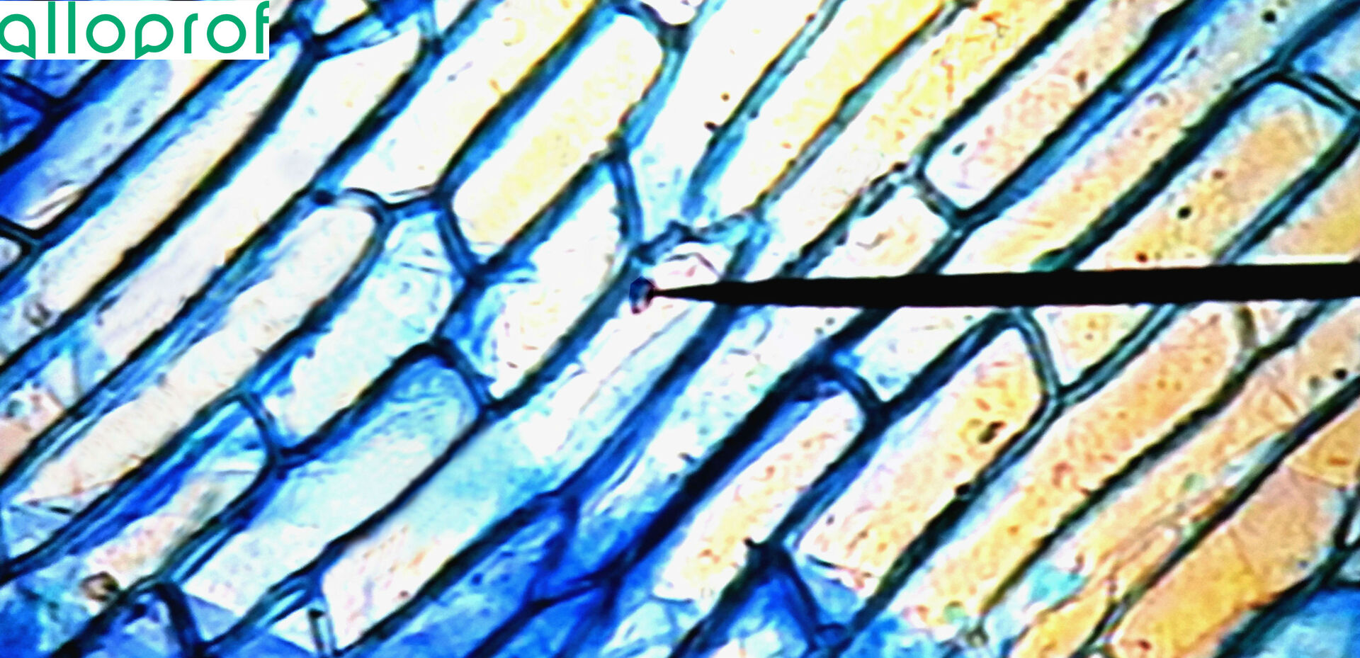 L'utilisation du microscope | Secondaire | Alloprof