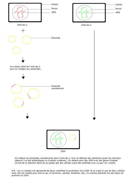La transformation génétique et les OGM | Secondaire | Alloprof