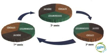 L'organisation sociale et les technologies médiévales (notions avancées ...