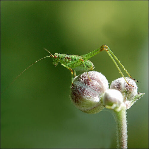 Movement of Living Things | Primaire | Alloprof