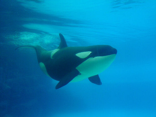 Movement of Living Things | Primaire | Alloprof