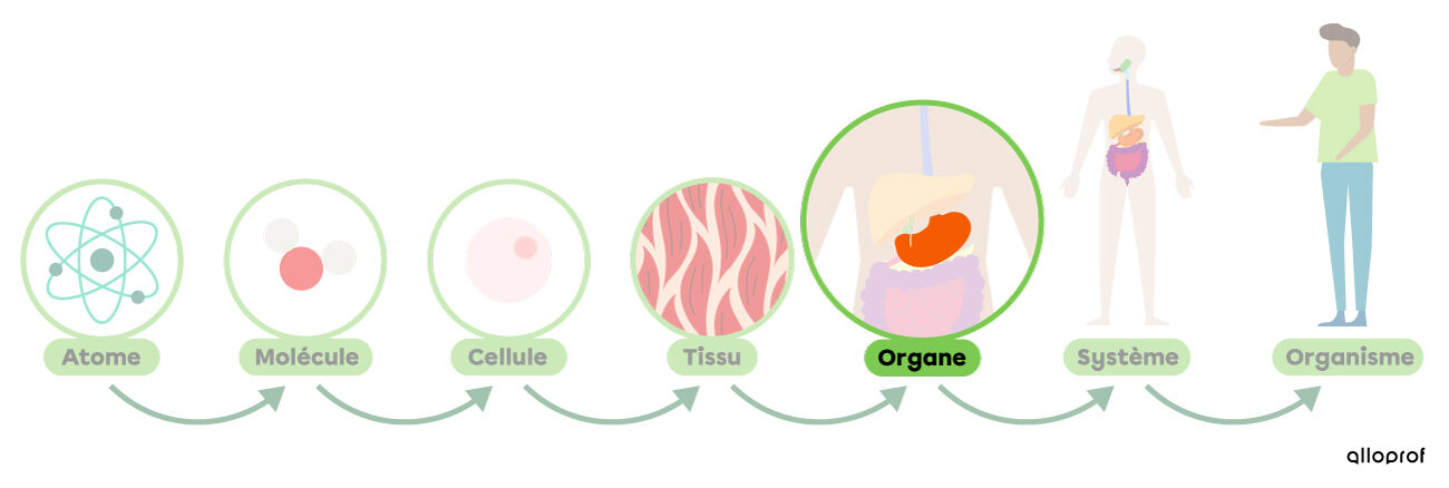 Les tissus et les organes | Alloprof