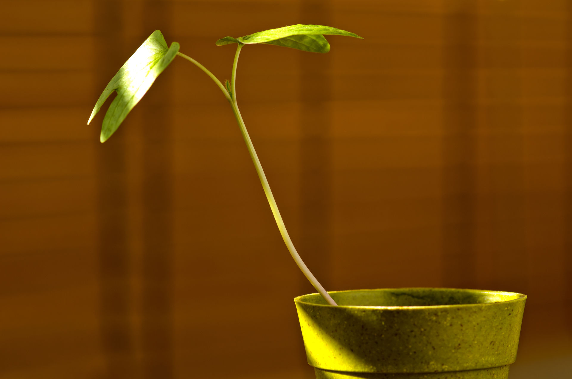 Les caractéristiques du vivant | Secondaire | Alloprof