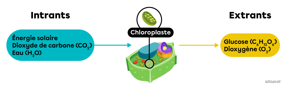 Les intrants et les extrants cellulaires | Secondaire | Alloprof