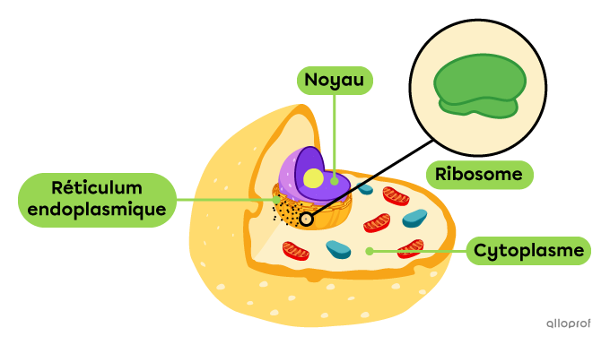 La synthèse des protéines | Secondaire | Alloprof