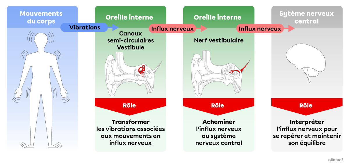 L'oreille, l'ouïe et l'équilibre | Secondaire | Alloprof