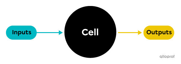 Cellular Inputs and Outputs | Secondaire | Alloprof Cellular Inputs and Outputs | Secondaire | Alloprof