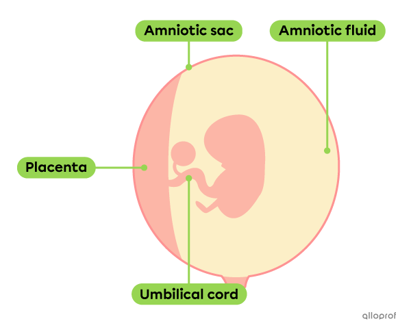 From Fertilization to Childbirth | Secondaire | Alloprof
