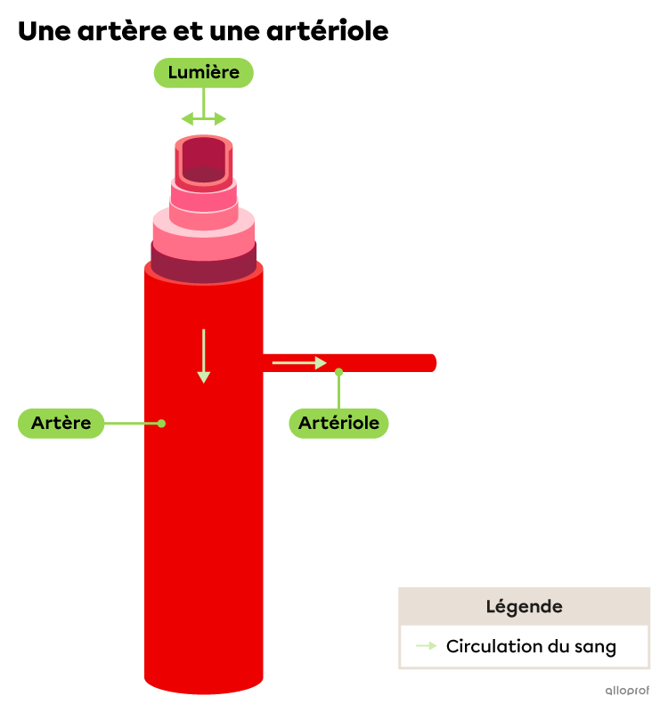 Le système circulatoire et son anatomie | Secondaire | Alloprof