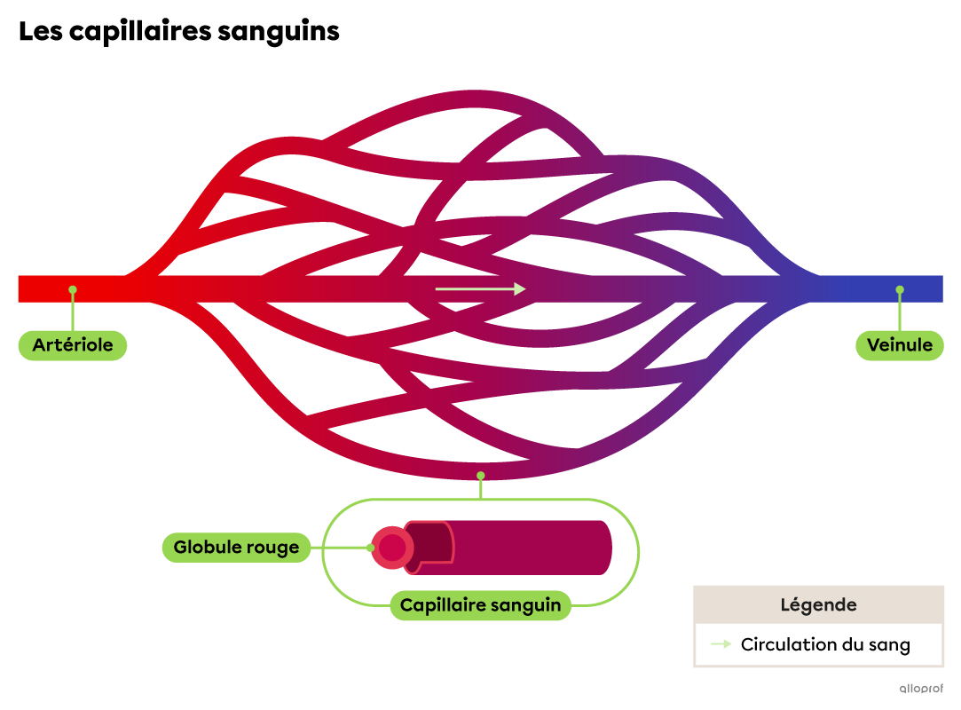 Le système circulatoire et son anatomie | Secondaire | Alloprof