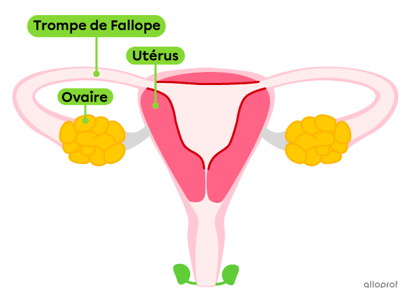 Le système reproducteur féminin et son anatomie | Secondaire | Alloprof