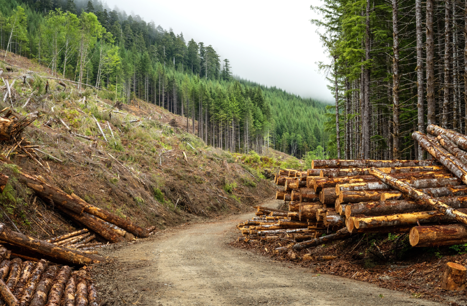 British Columbia’s Forest Regions | Secondaire | Alloprof