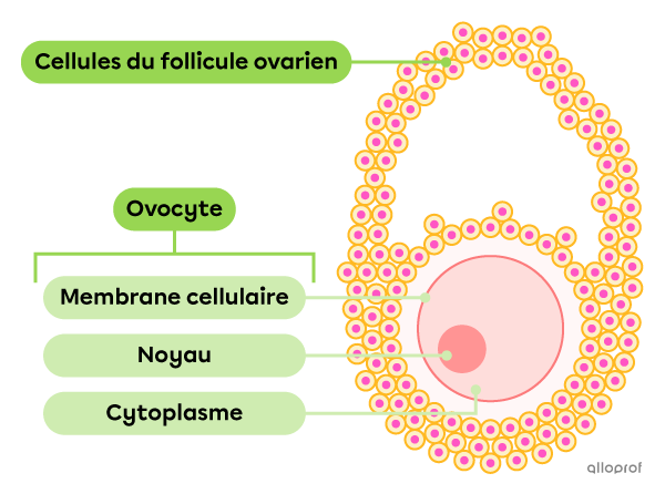 Le cycle ovarien et le cycle menstruel | Secondaire | Alloprof