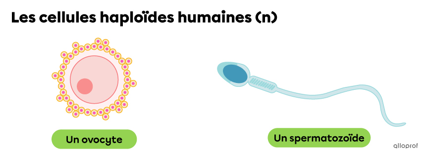 Cellule Haploïde Et Diploide Schéma – EHUA