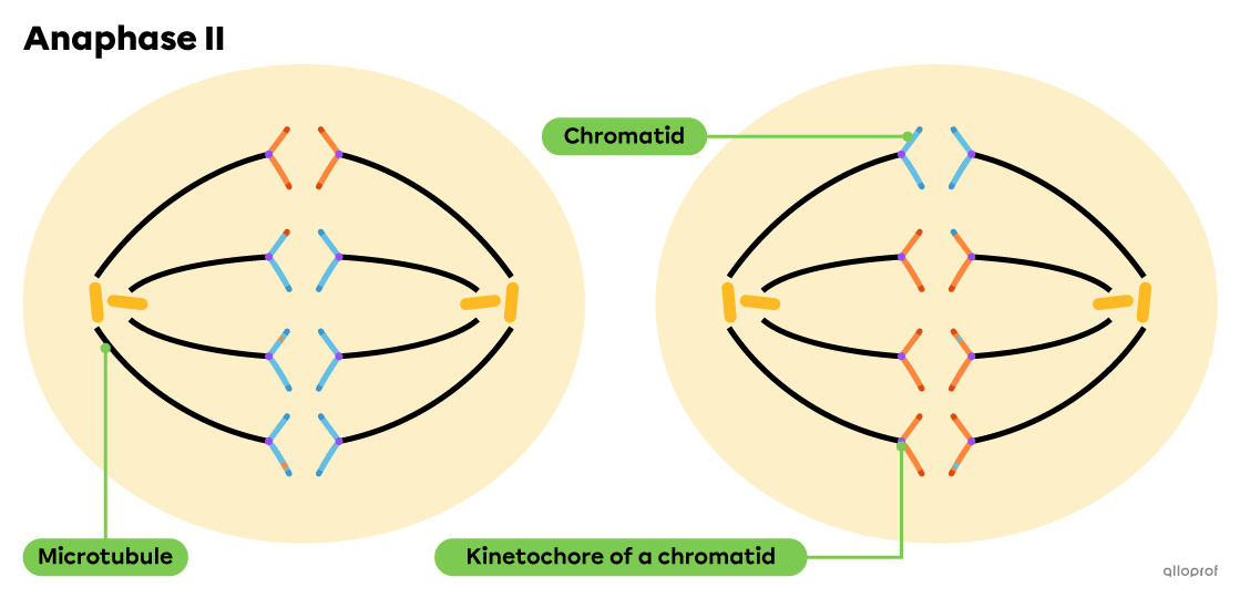 The Phases of Meiosis (Advanced Concepts) | Secondaire | Alloprof