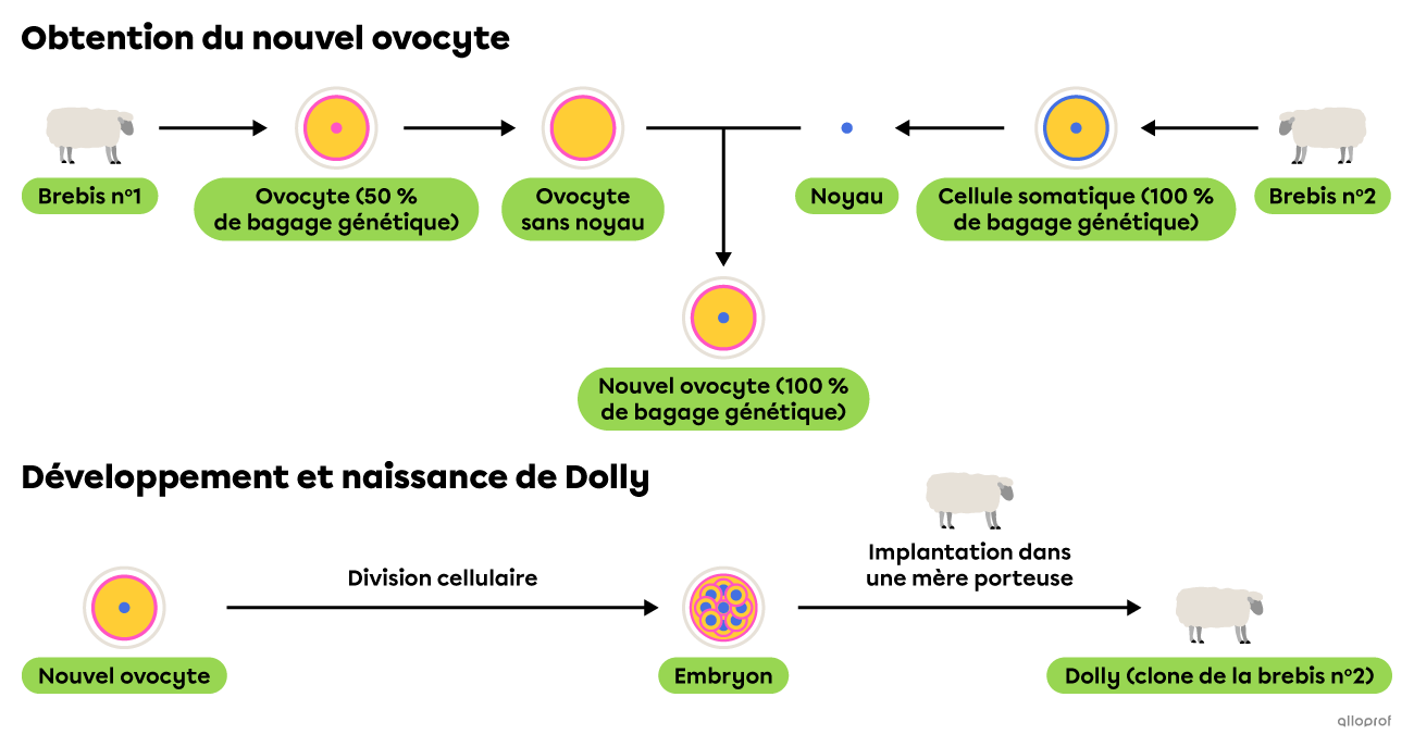 Le clonage | Secondaire | Alloprof