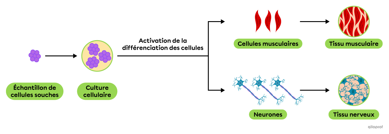 Le clonage | Secondaire | Alloprof