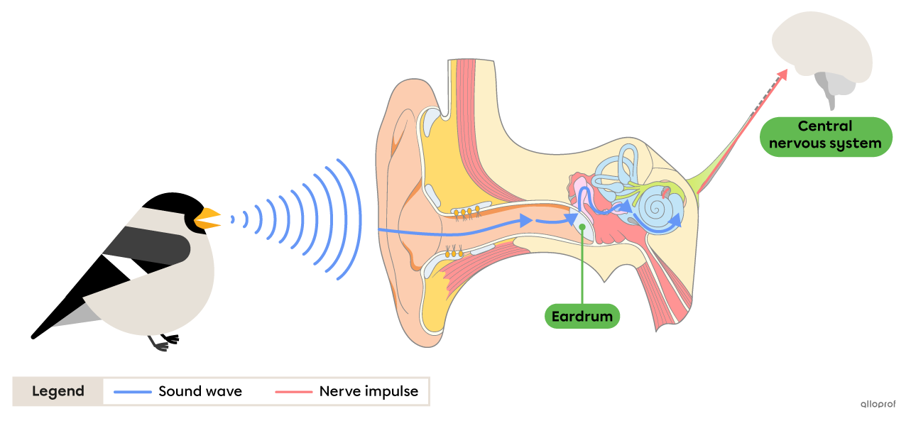 Classification of Waves (Advanced Concepts) | Secondaire | Alloprof