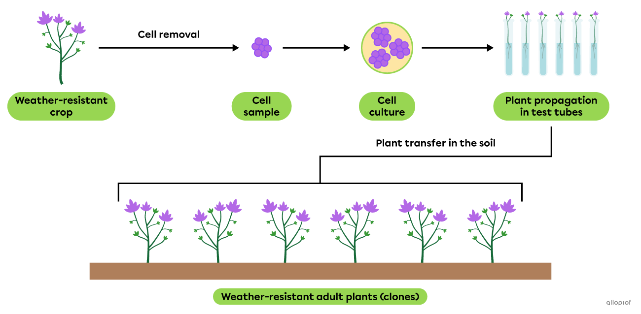 Cloning | Secondaire | Alloprof