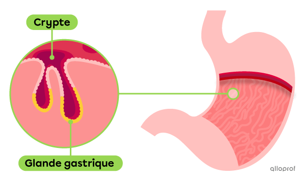 Le système digestif et son anatomie | Secondaire | Alloprof