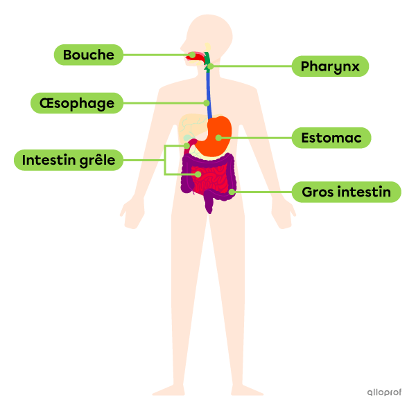 Le système digestif et son anatomie | Secondaire | Alloprof