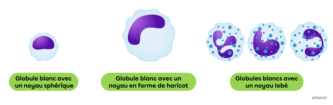 Les constituants du sang | Secondaire | Alloprof
